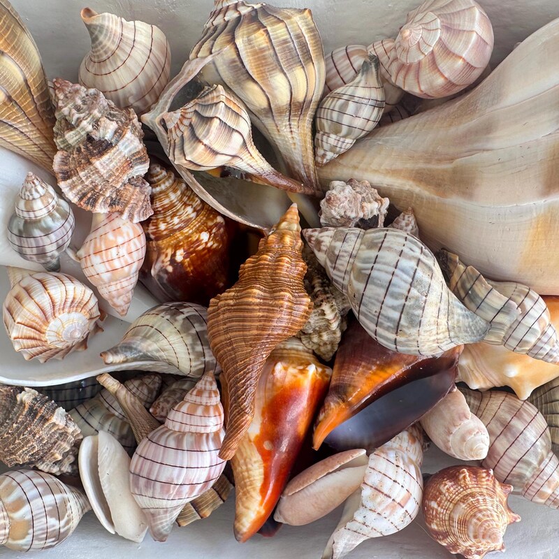 Bulk Seashells - Etsy