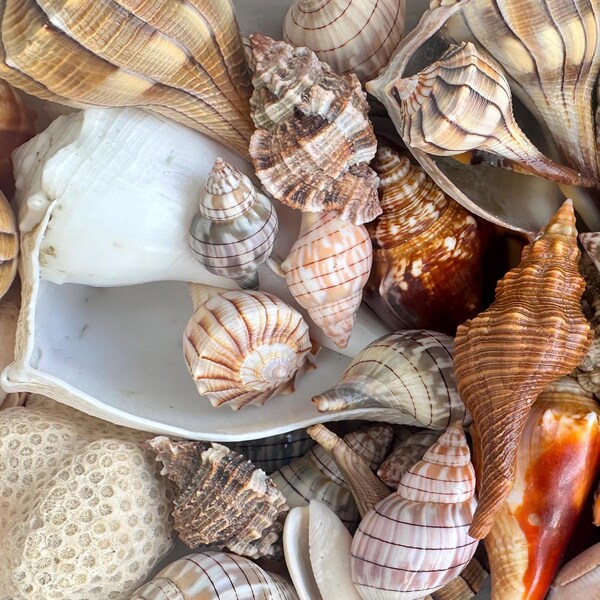 Assorted Seashells - Etsy