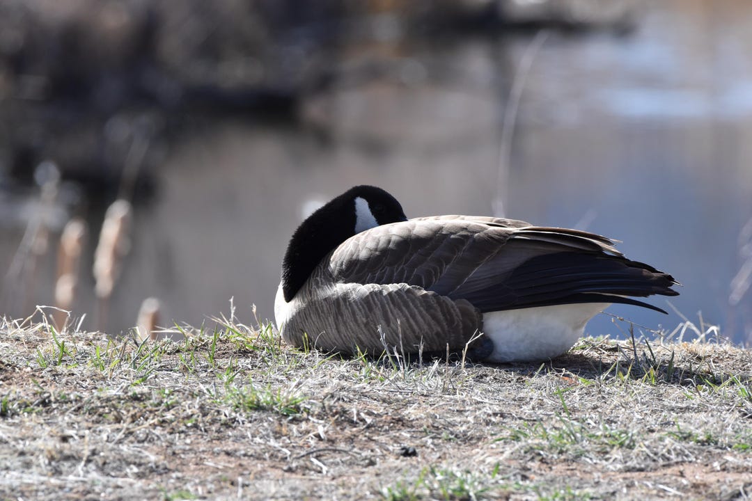 Resting Canada Goose - Wildlife Photo - Etsy