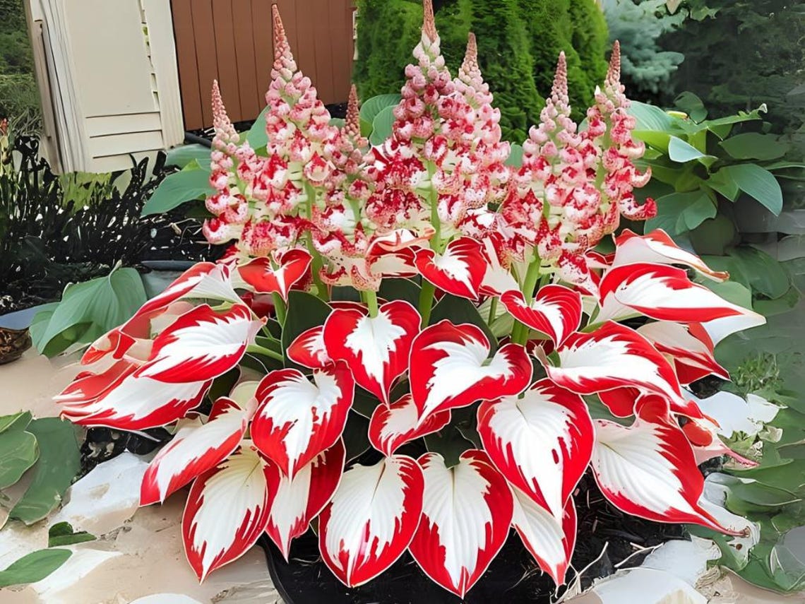 Seltene Hosta 150 Samen Rot weiße Blume mehrjährige Hosta-Pflanze für ...