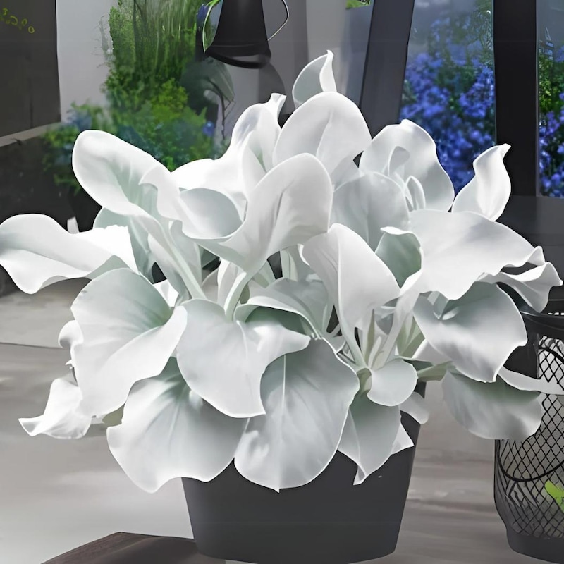 Angel Wings Flowers Plant - Etsy