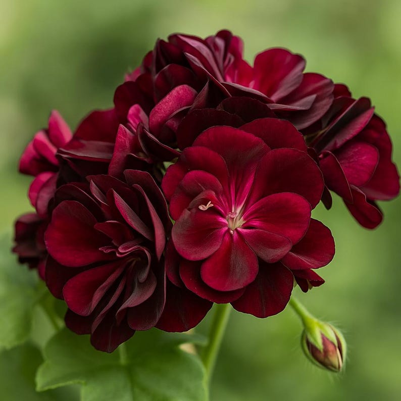 Dark Burgundy Ivy Leaf Geranium 25 Seeds: Trailing Patio Flowers - Etsy