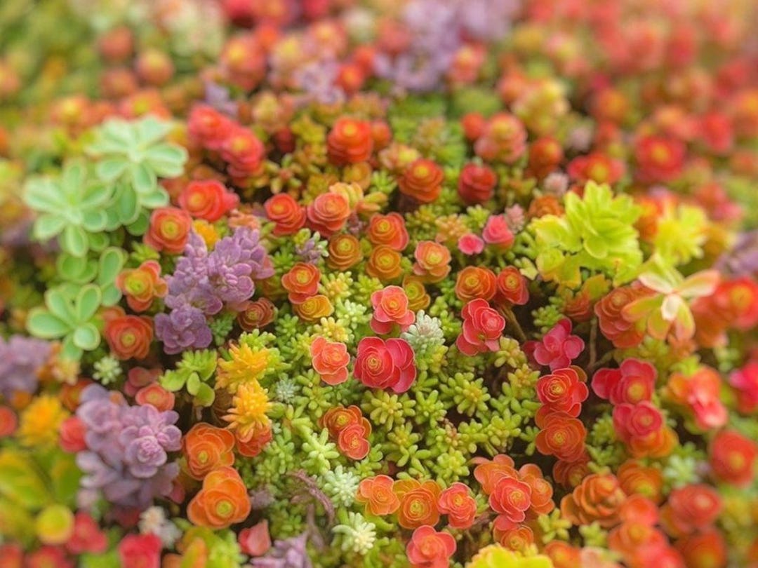 Mixed Sedum 100 Seeds Stonecrop Succulent Mix Colorful Drought-tolerant ...