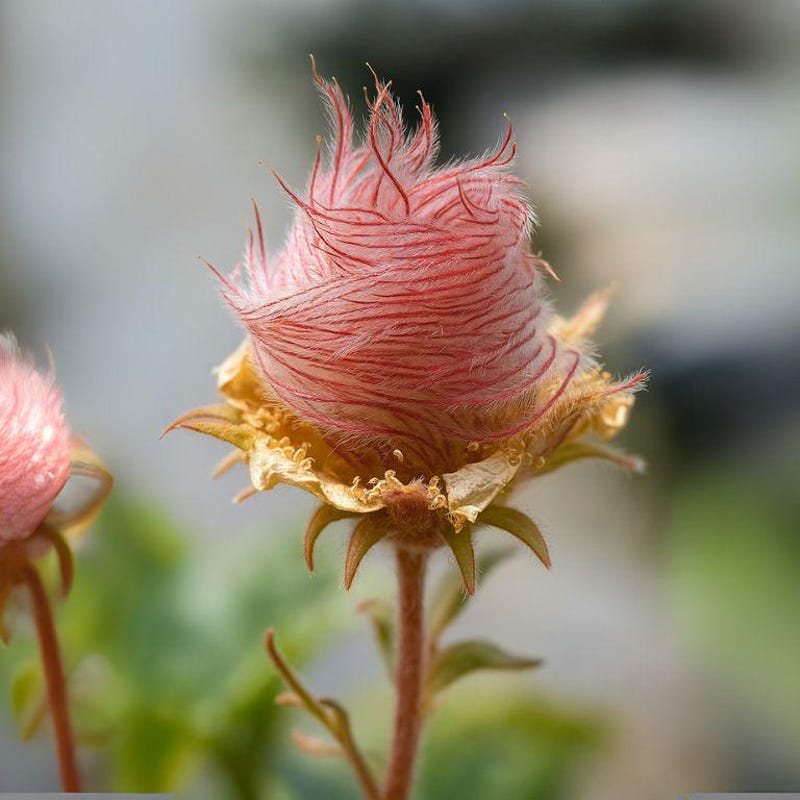 Prairie Smoke - Etsy