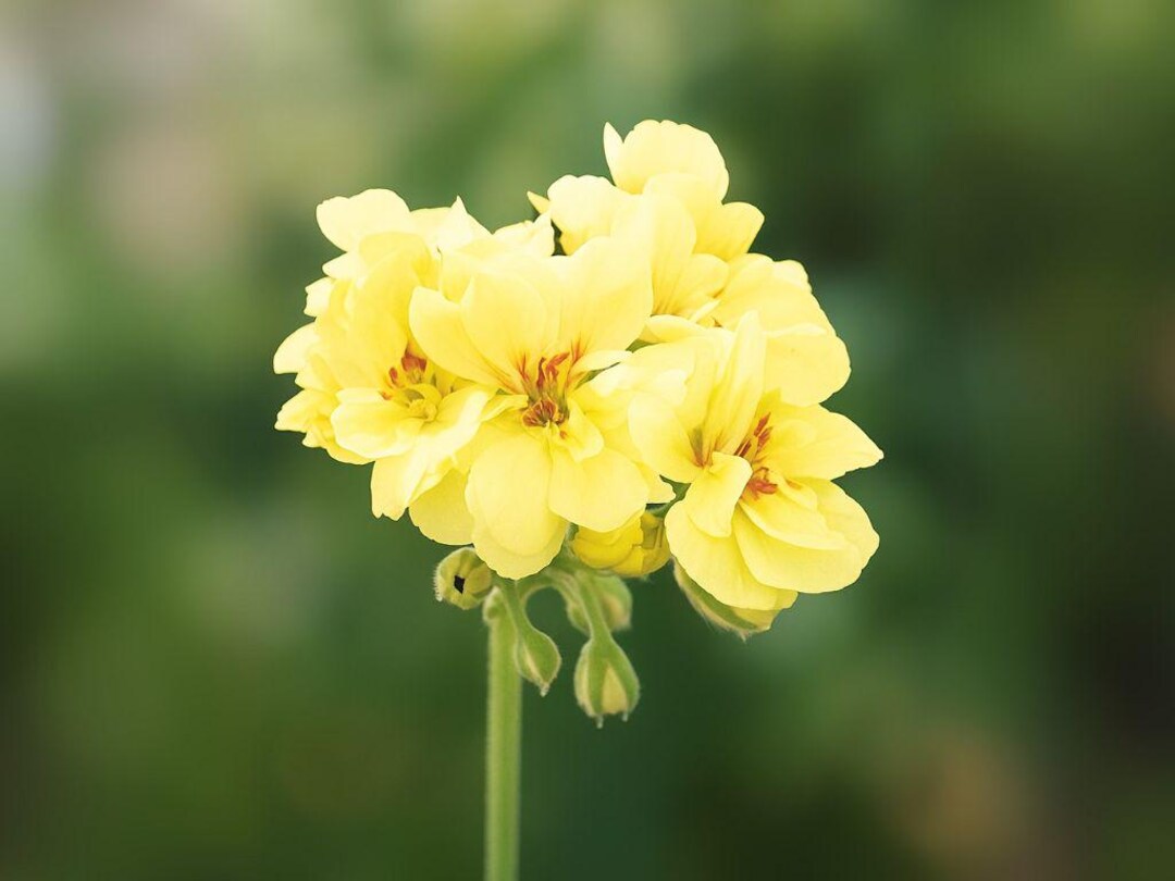 Yellow Geranium 10 Seeds Rare Yellow-flowering Pelargonium Perennial ...