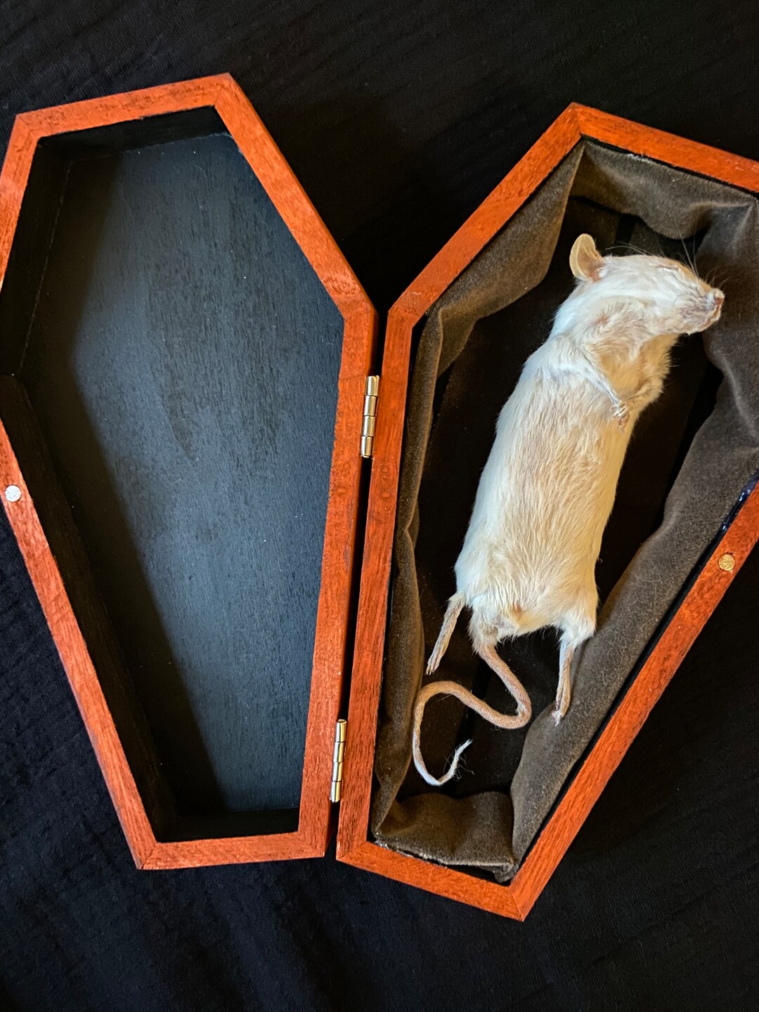 Taxidermy Mouse in Wooden Butterfly Coffin - Etsy