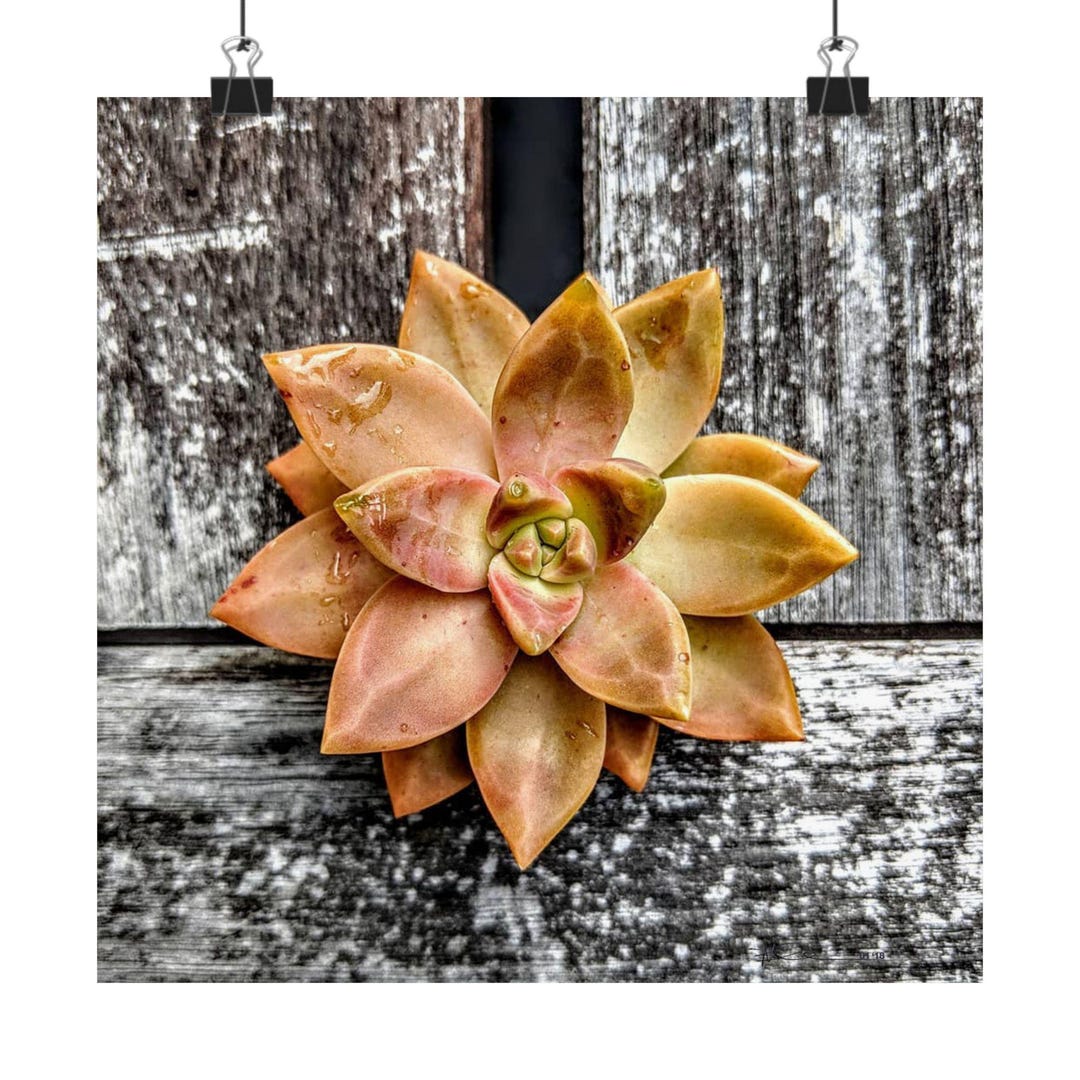 Succulent - Matte Posters - Color Photo, Wall Art, Print, Home Decor ...