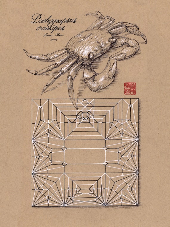 Shore Crab: Illustrated Crease Pattern — Brian Chan Designs