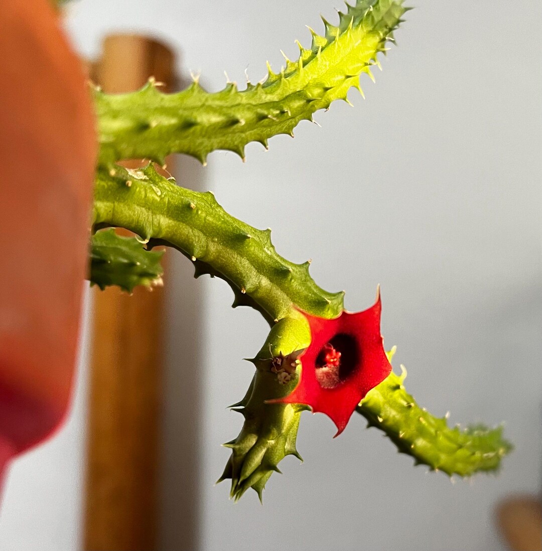 Red Dragon Flower *huernia Schneideriana* Cutting - Etsy