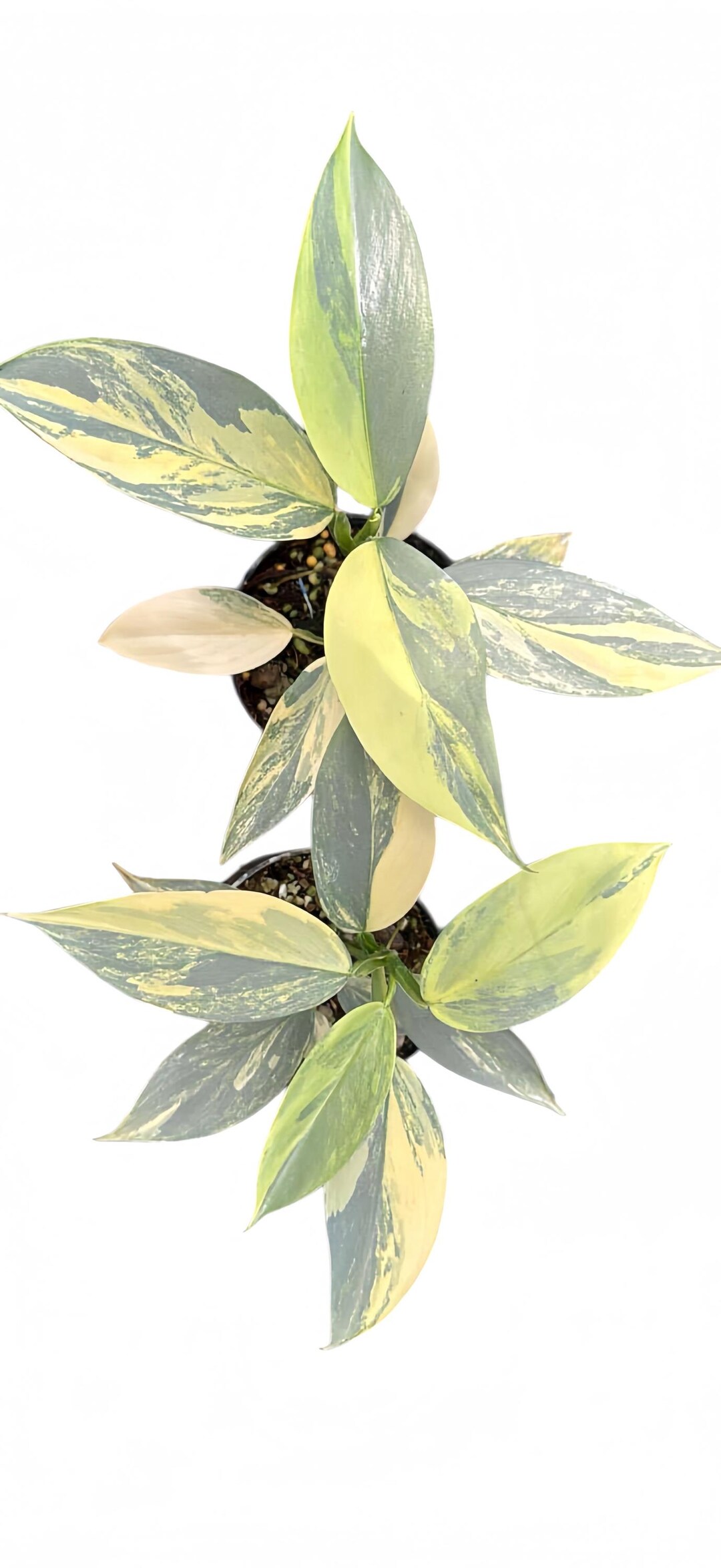Variegated Silver Sword - Etsy