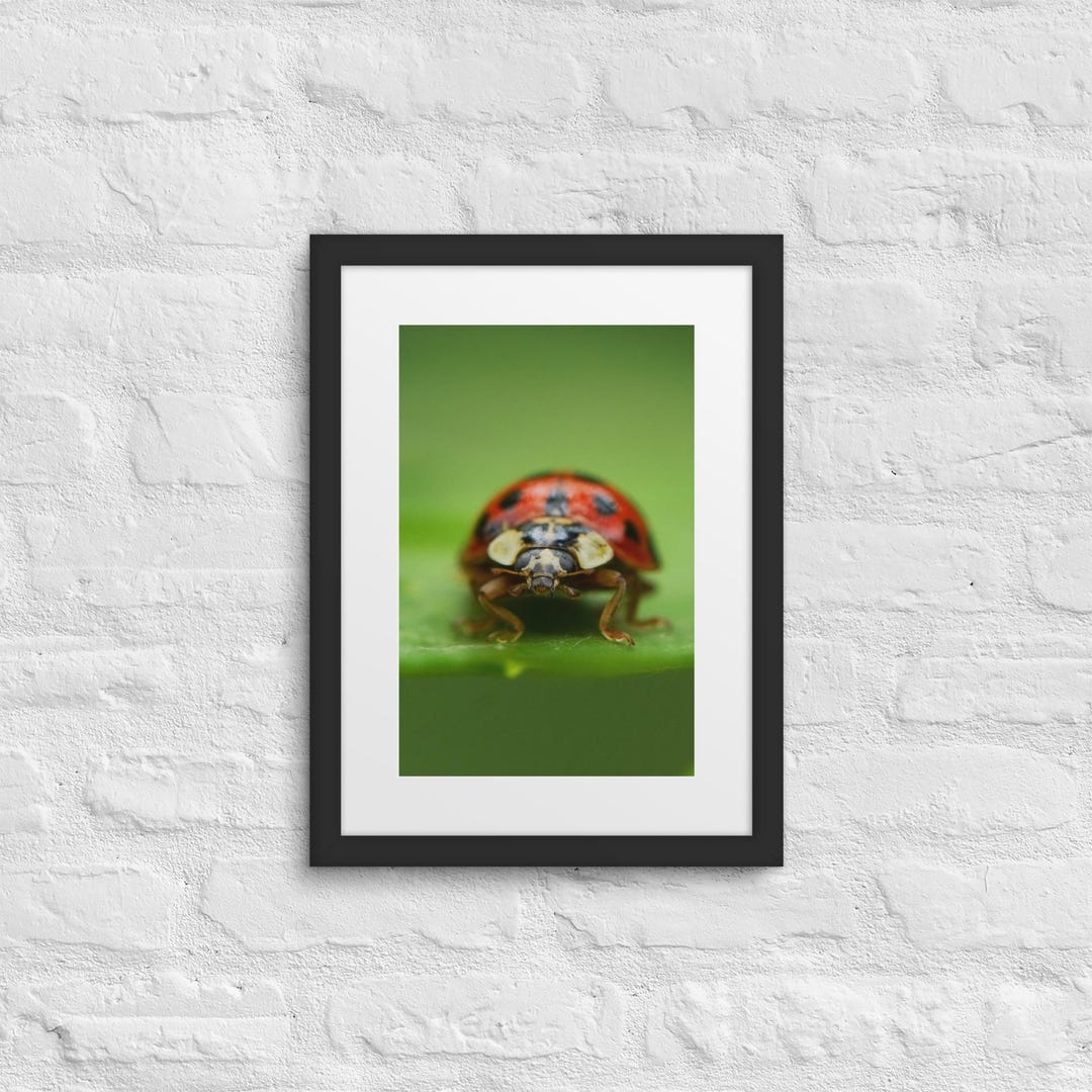 Asian Lady Beetle - Ladybug Portrait - Vivid Wildlife Photography ...