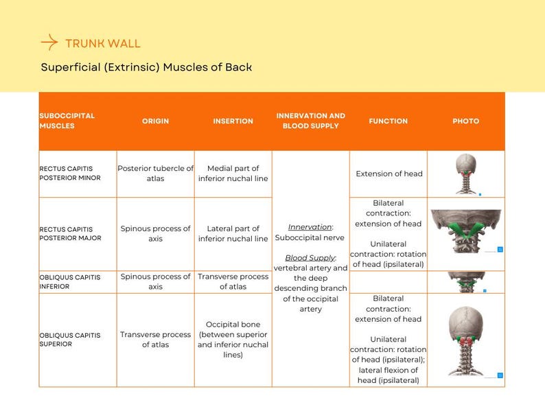 Trunk Wall Muscle Chart | Digital Anatomy Print | Muscle Origin ...
