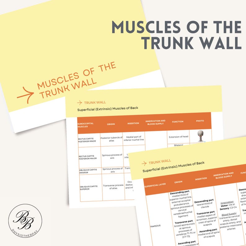 Trunk Wall Muscle Chart | Digital Anatomy Print | Muscle Origin ...