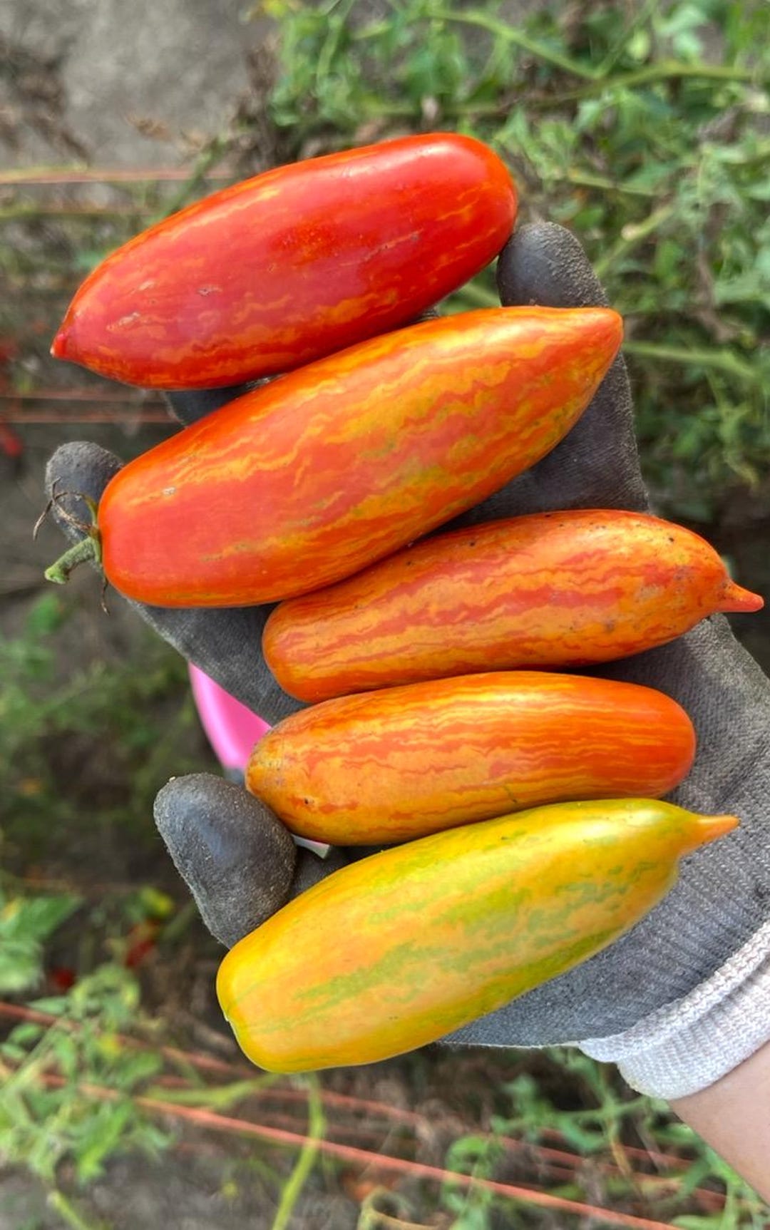 Speckled Roman Tomato-rare-12 Seeds - Etsy