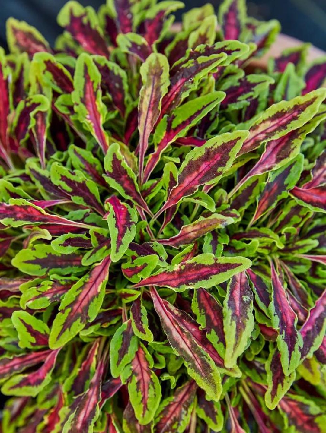 Spitfire Coleus - Bright, Colorful Foliage, Decorative Garden and ...