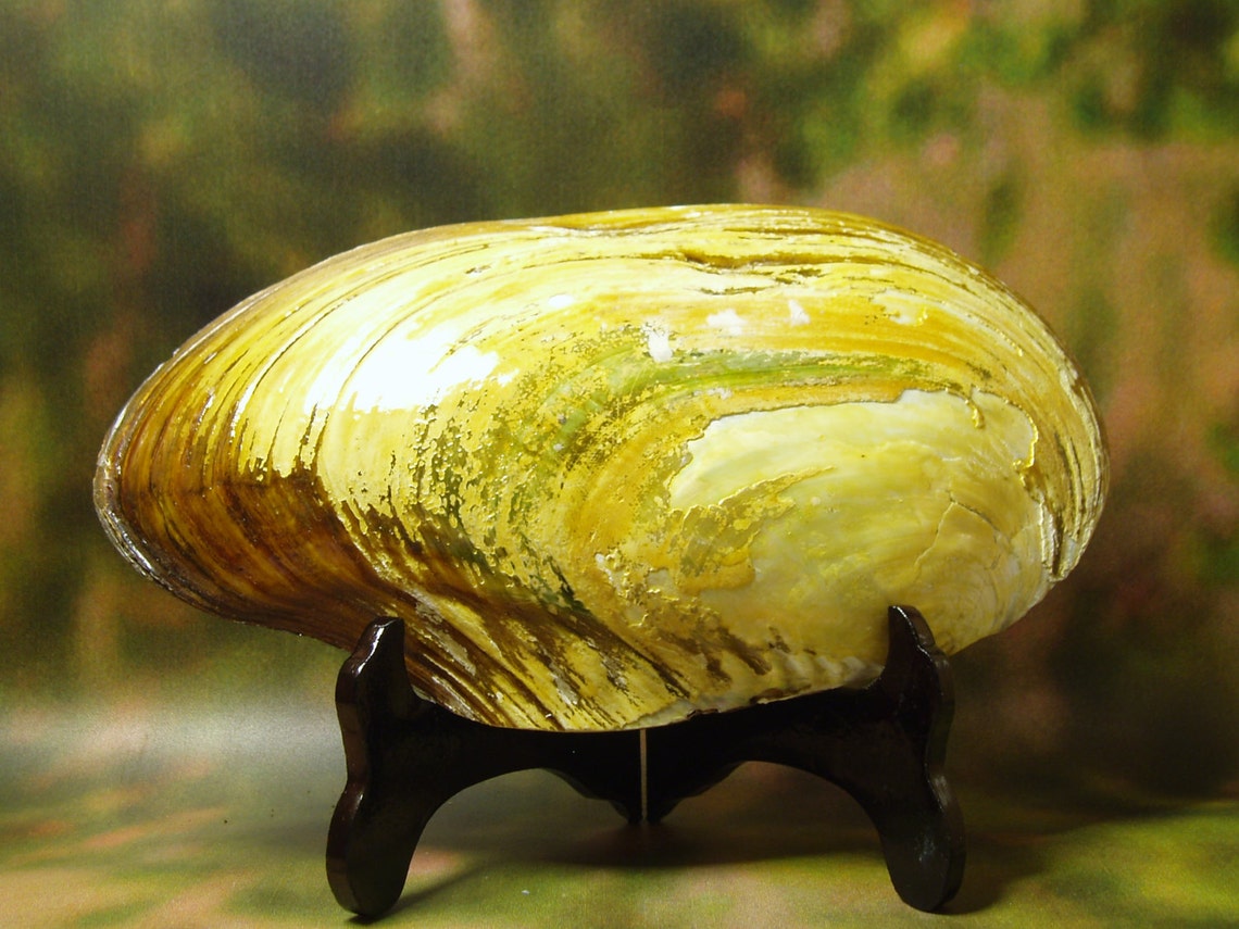 Tigers/ Hand Painted Abalone Shell/ Sea Shell Art/ Hand - Etsy