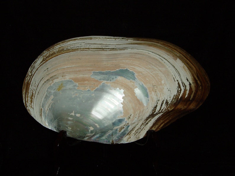 Eagle/ Hand Painted Abalone Shell/ Hand Painted Eagle/ Sea Shell Art ...