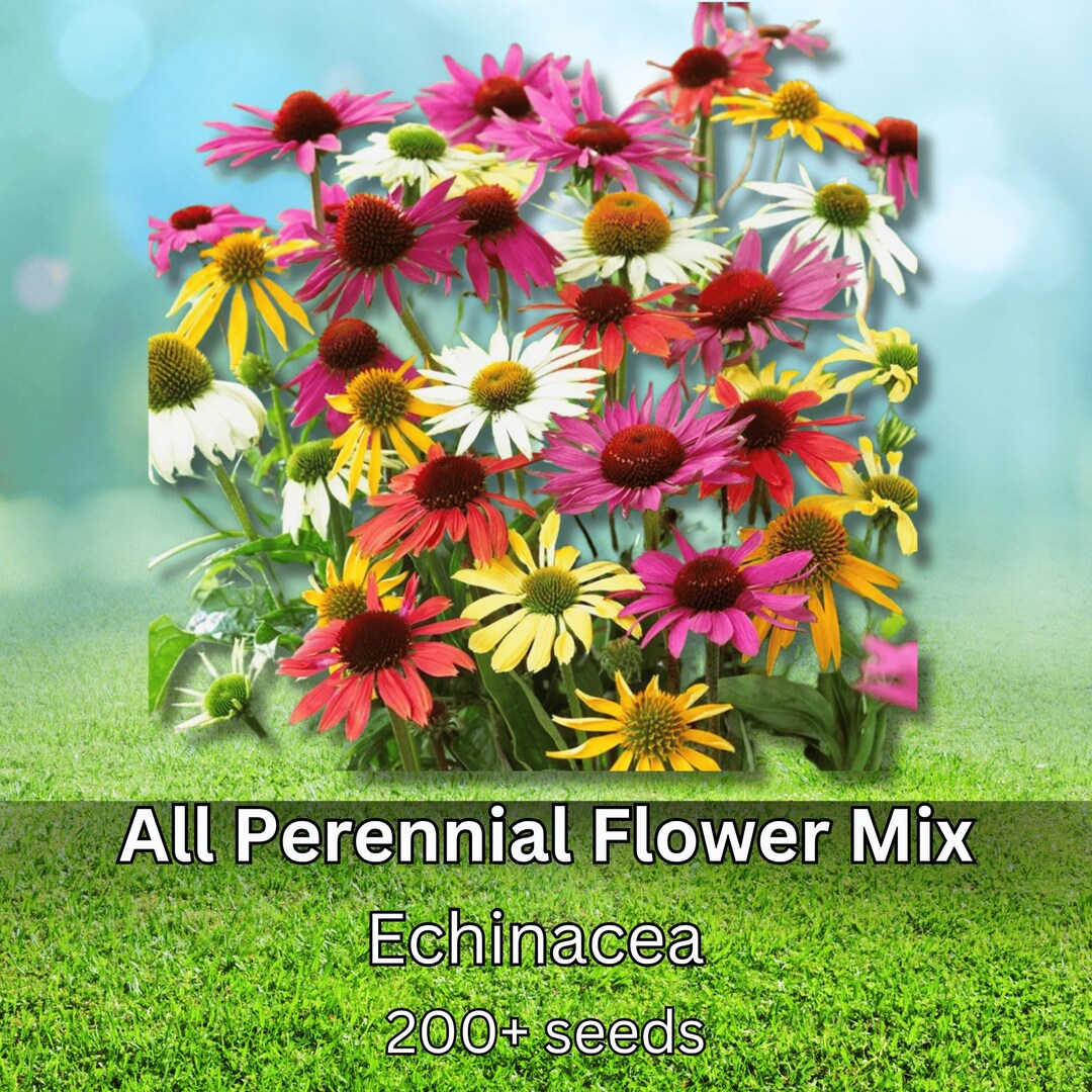 200+ All Perennial Flower Seed Mix Coneflower Heirloom Wildflower - Etsy