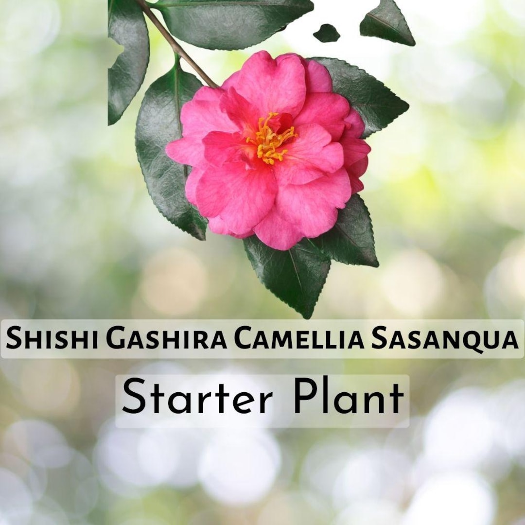 1 Pcs of Shishi Gashira Camellia Sasanqua – 4L Starter Plant - Etsy