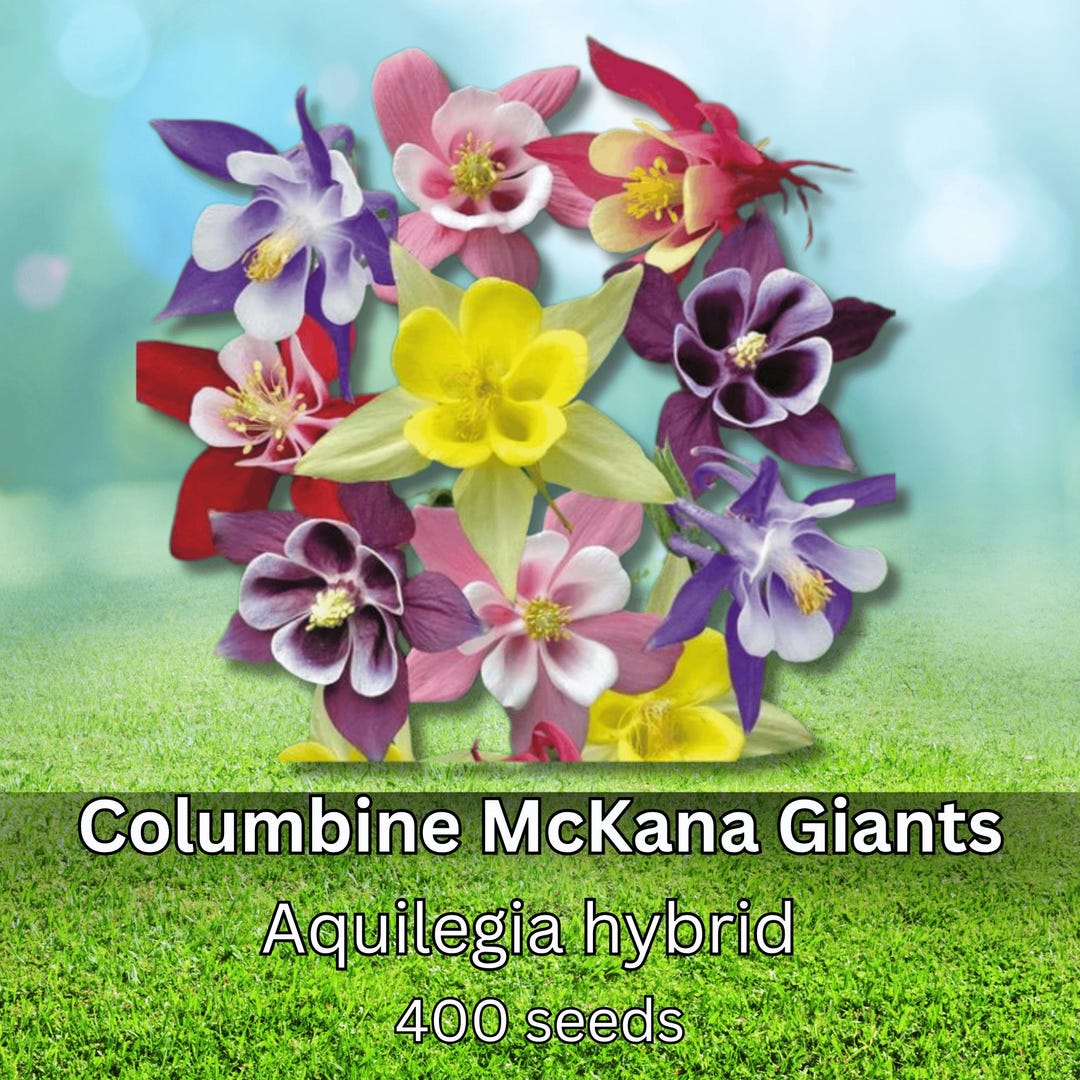 400 Columbine Mckana Giants Seeds Aquilegia Hybrid Bright Blooms ...