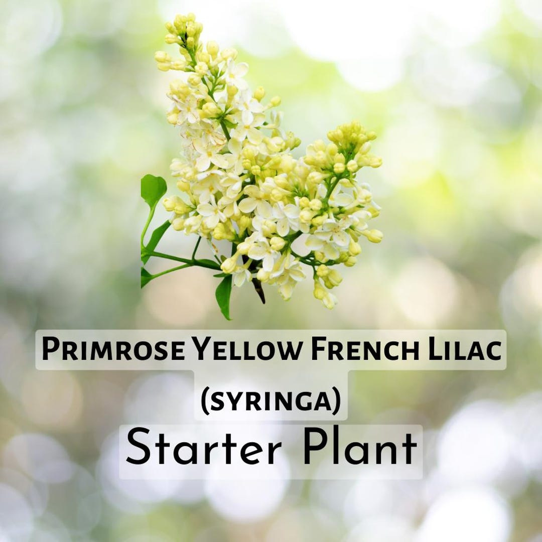 1 Pcs of Primrose Yellow French Lilac Syringa – 7L Starter Plant - Etsy