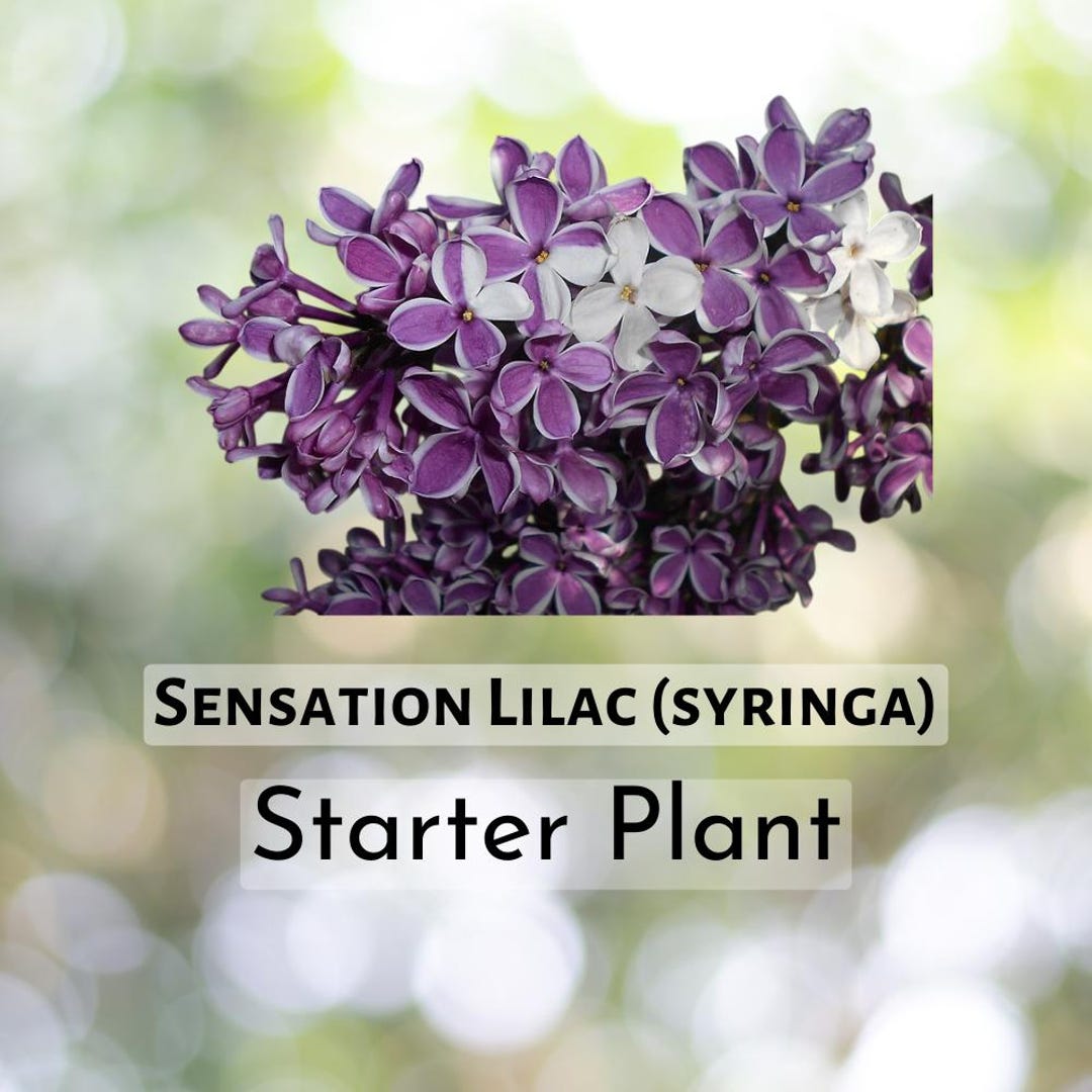 1 Pcs of Sensation Lilac (syringa) – 8L Starter Plant - Etsy