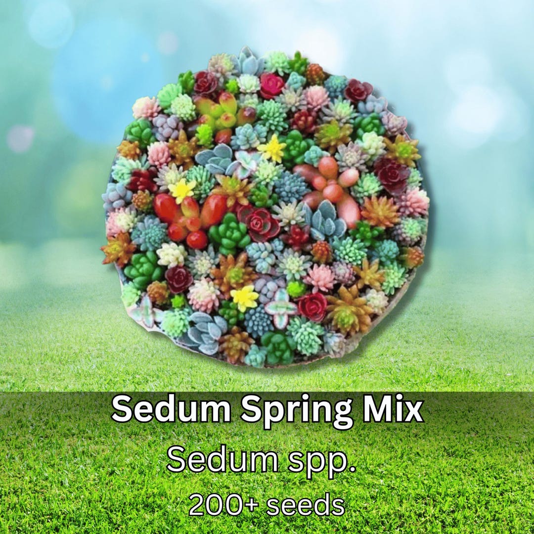 200 Sedum Seeds Spring Mix Succulent Heirloom Non GMO Perennial ...