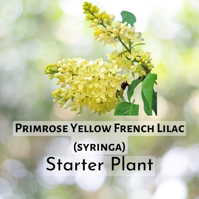 1 Pcs of Primrose Yellow French Lilac Syringa – 7L Starter Plant - Etsy