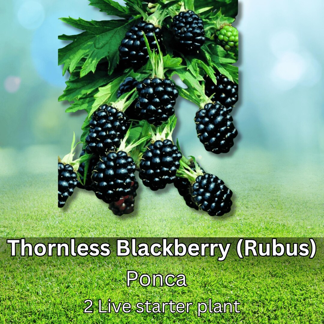 2 Thornless Ponca Blackberry Live Plants Rubus Sweet Cold Hardy Fruit ...