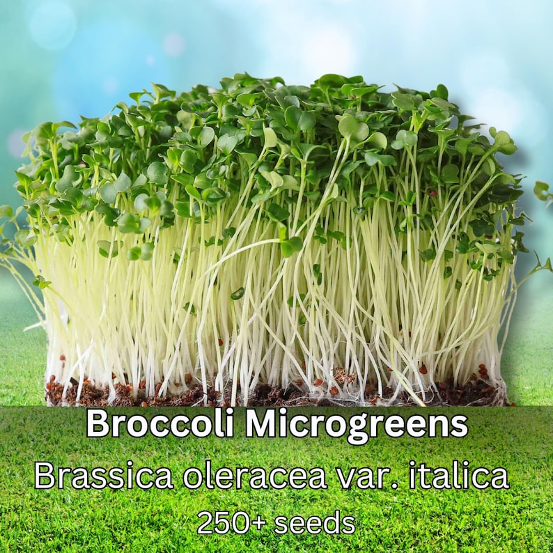 250+ Organic Broccoli Microgreen Seeds Non GMO Heirloom Fast Sprouting ...