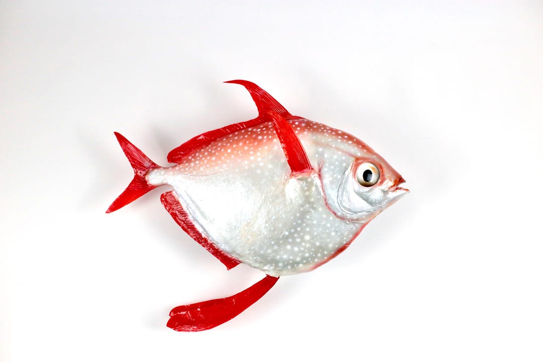 Y30 Real Fish Taxidermy Lampris Sp. Moonfish Full Skin Mount - Etsy