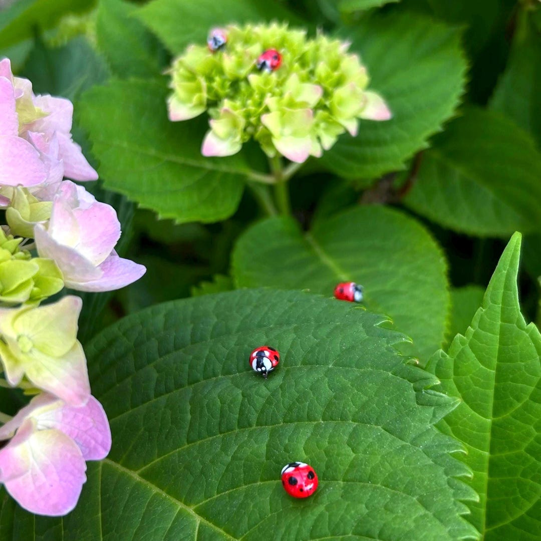 Handmade Realistic Polymer Clay Lady Bug Pin Pack - Trio - Etsy