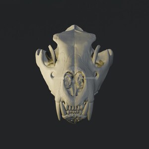 Cave Lion Skull 3D Model (panthera Spelaea) - Museum Quality High ...