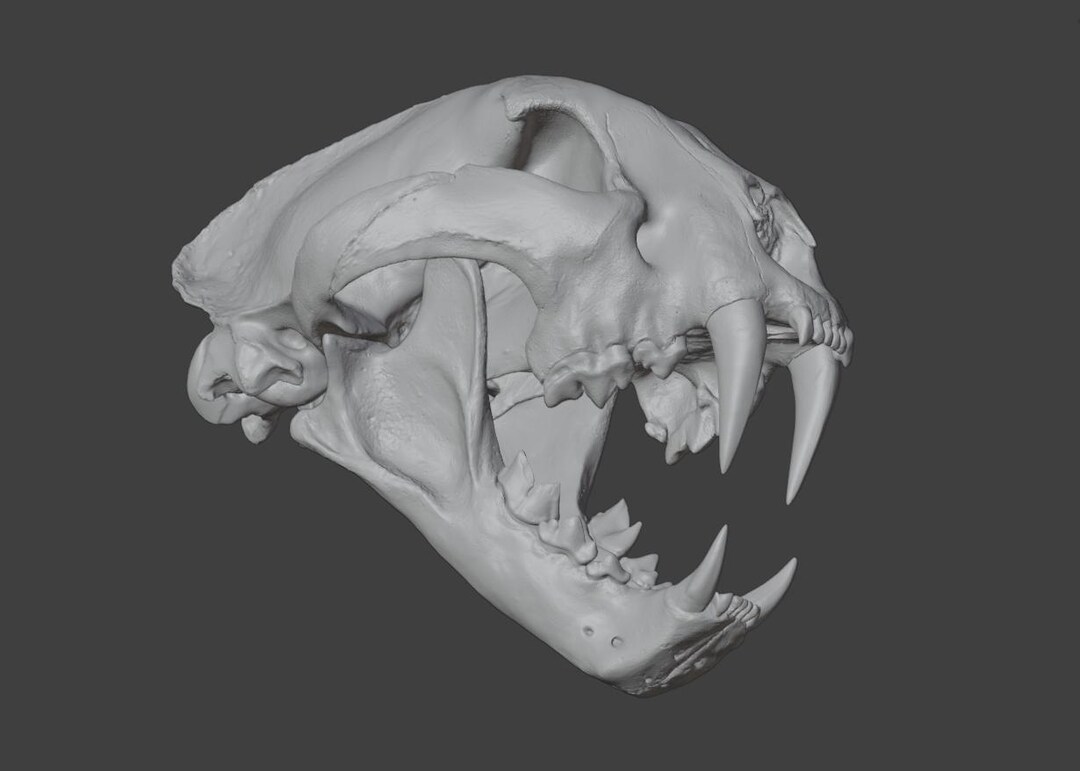 Promegantereon Ogygia 3D Skull Museum Quality High Resolution STL ...