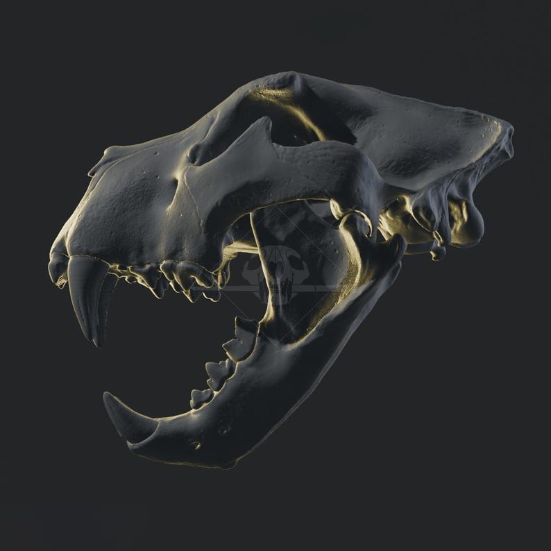 Cave Lion Skull 3D Model (panthera Spelaea) - Museum Quality High ...