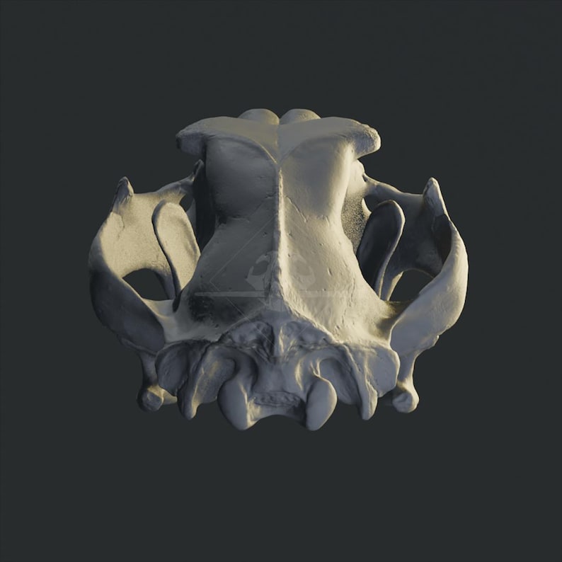 Cave Lion Skull 3D Model (panthera Spelaea) - Museum Quality High ...