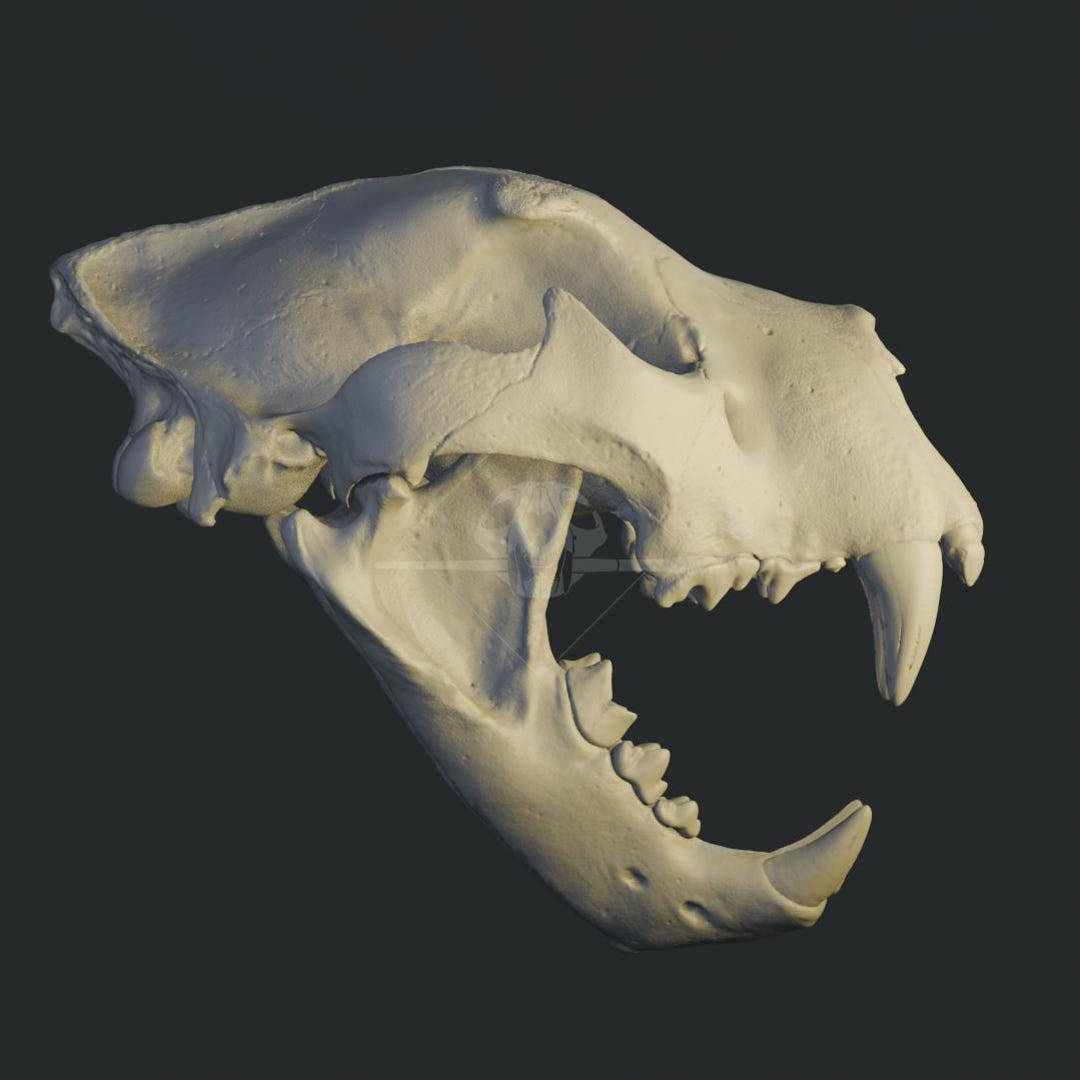 Cave Lion Skull 3D Model (panthera Spelaea) - Museum Quality High ...
