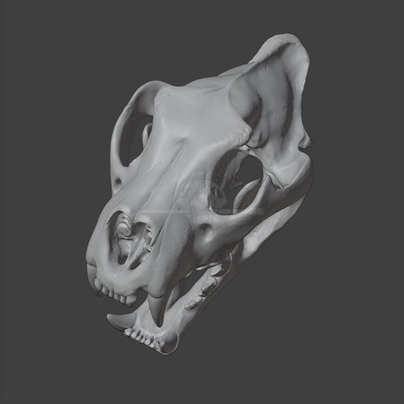 Cave Lion Skull Size
