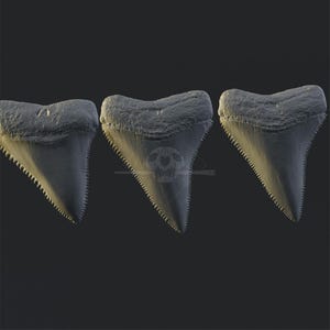 Great White Shark 3D Teeth Set (carcharodon Carcharias) - Museum ...