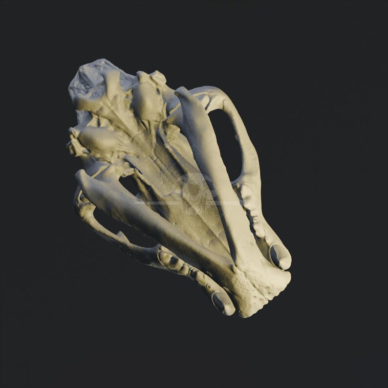Cave Lion Skull 3D Model (panthera Spelaea) - Museum Quality High ...