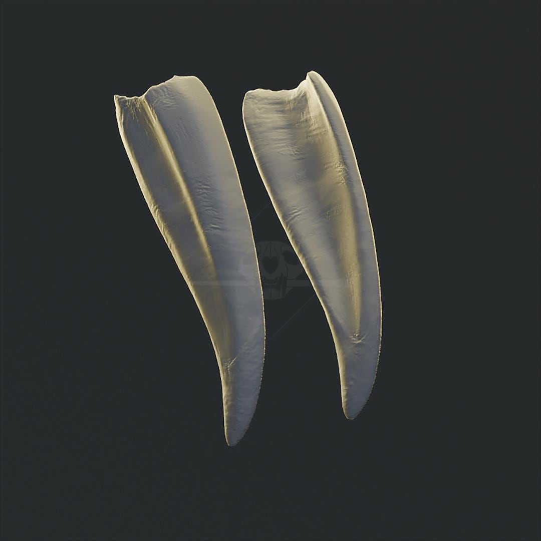 Smilodon Fatalis Milk Teeth 3D Model - STL for 3D Printing - Etsy