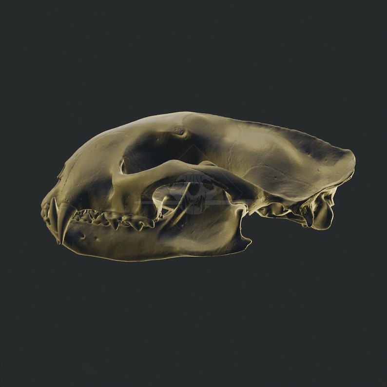 Proailurus Lemanensis Skull 3D Model - Museum Quality High-resolution ...