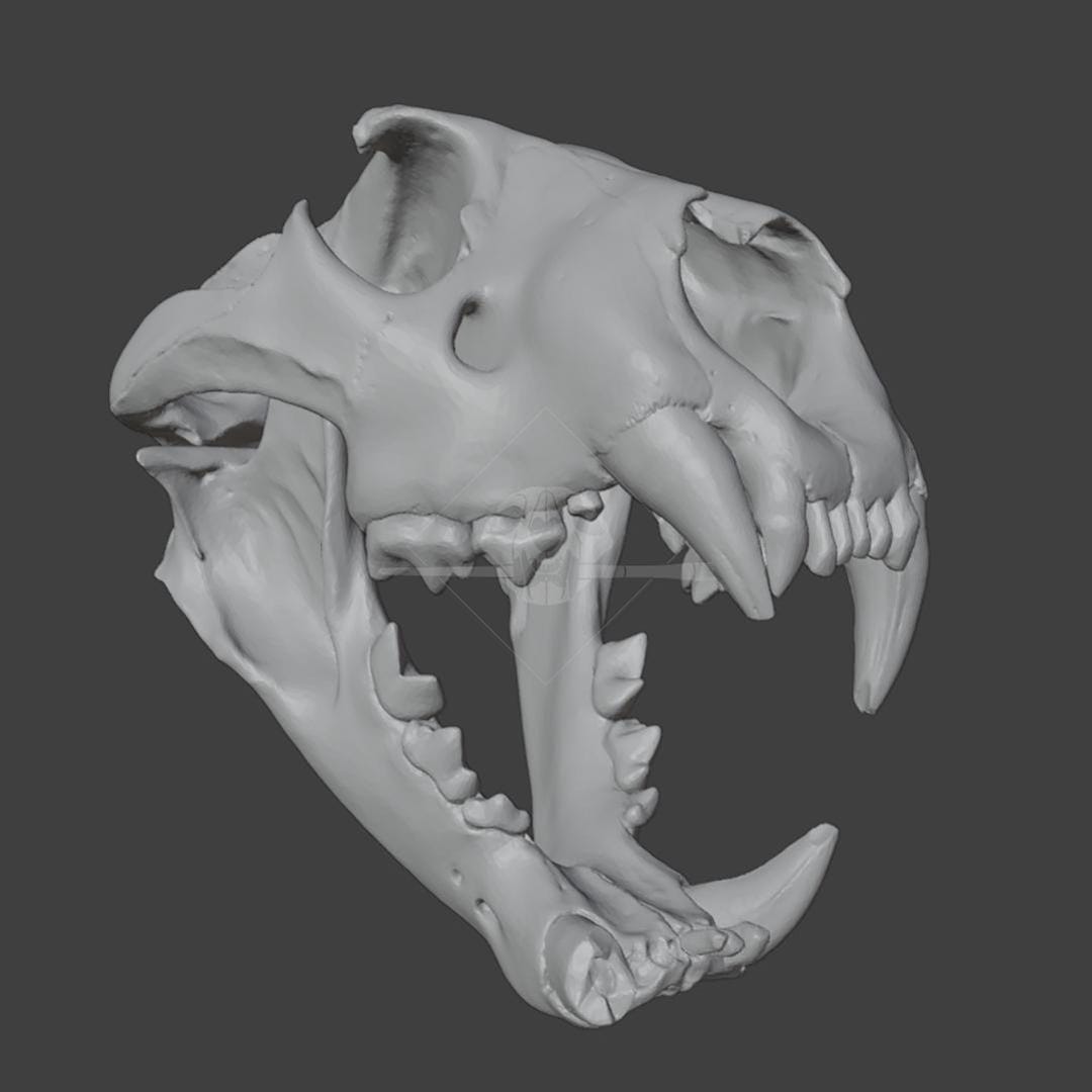 Tsavo Man-eater Lion Skull 3D Model - Low Poly STL for 3D Printing - Etsy