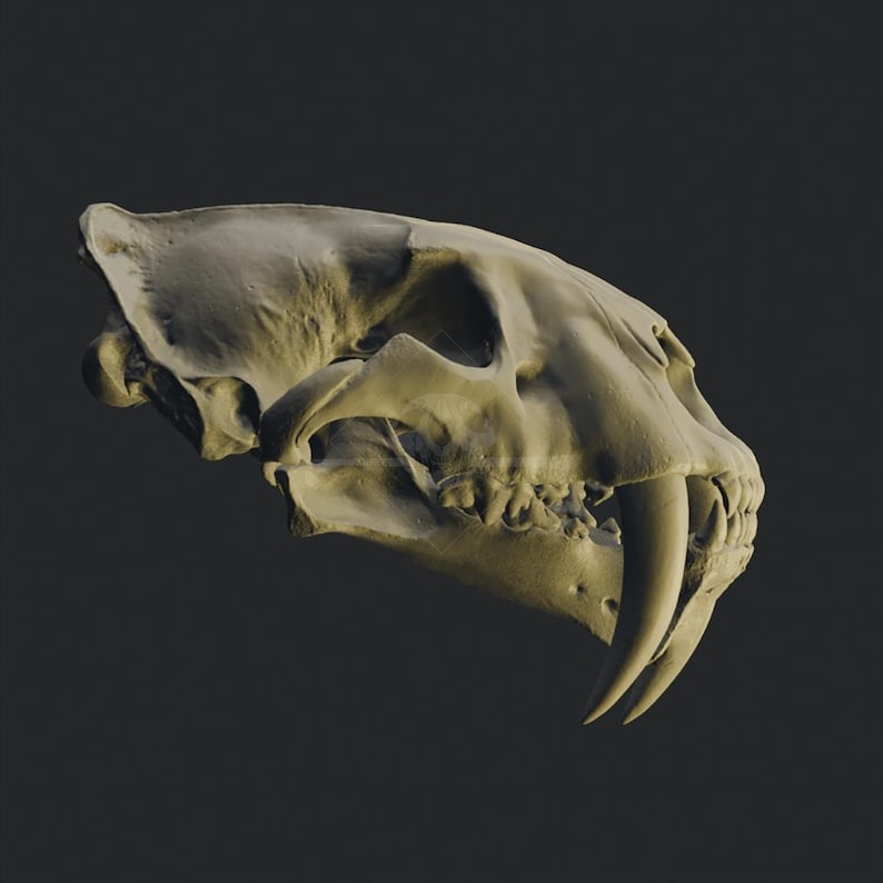 Smilodon Gracilis Sabertooth Tiger Skull 3D Model - Museum Quality High ...