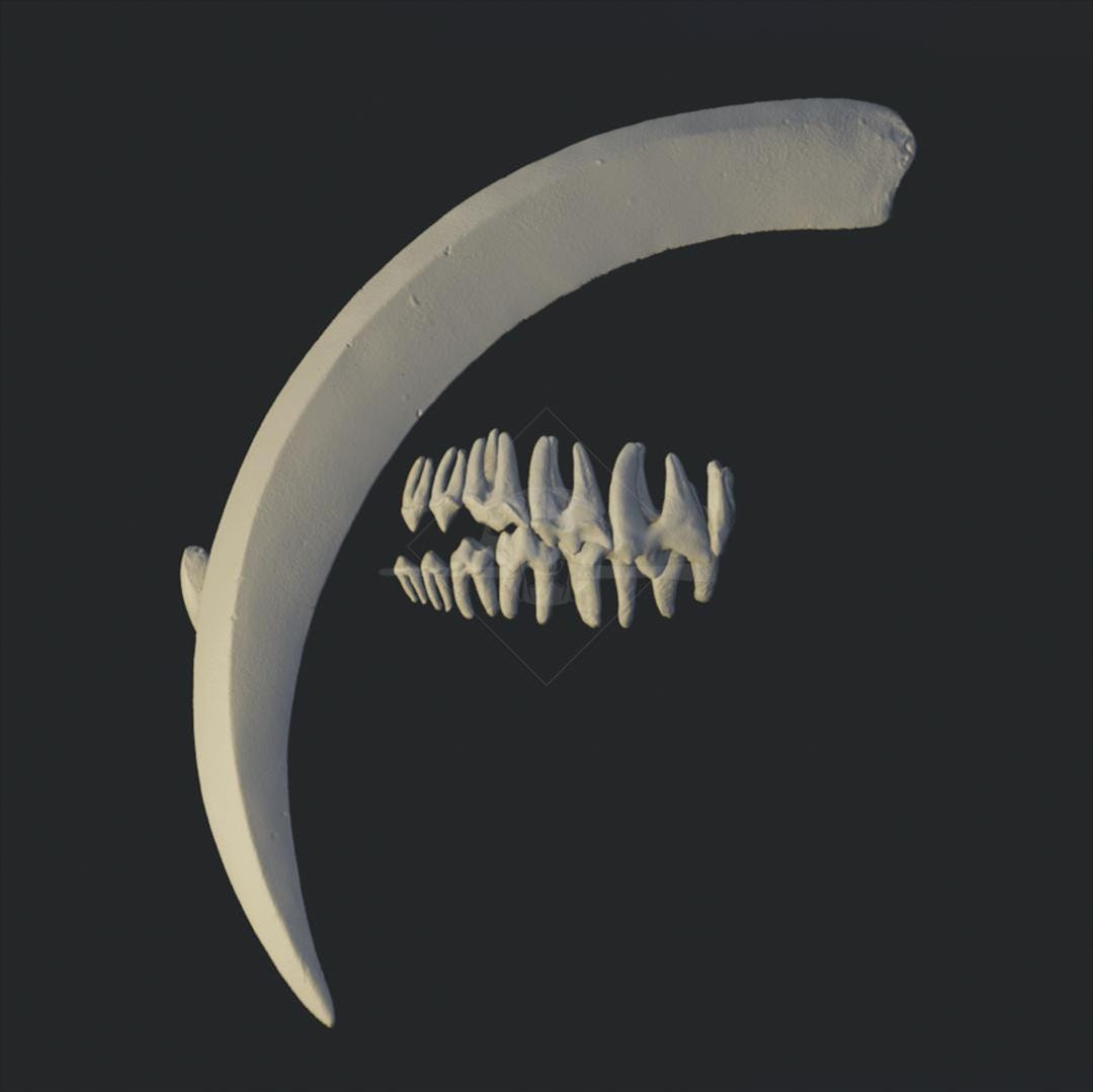 Thylacosmilus Atrox Teeth Set 3D Model - Museum Quality High-resolution ...