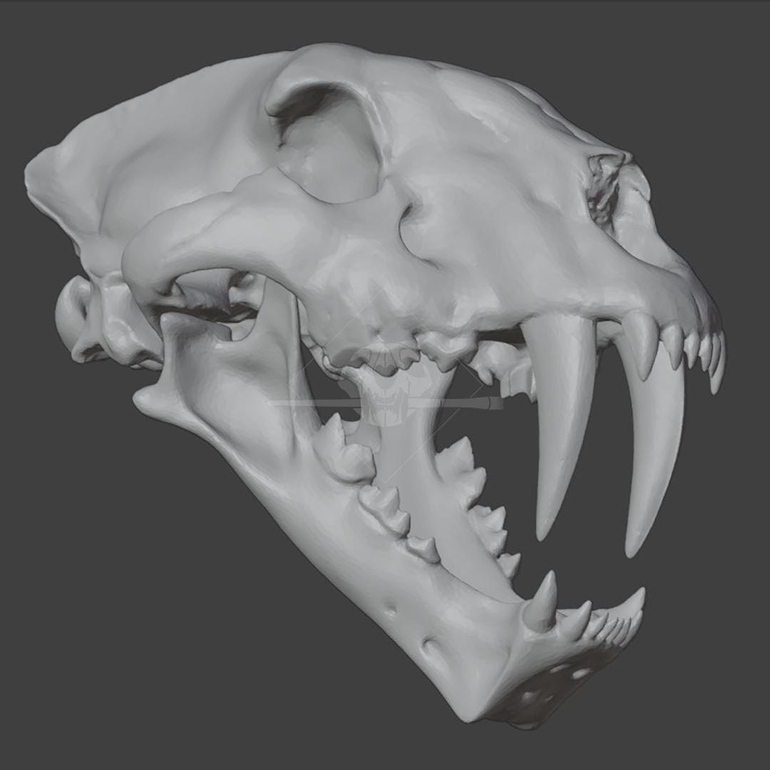 Machairodus Horribilis Sabertooth Cat Skull 3D Model - LOW POLY STL for ...