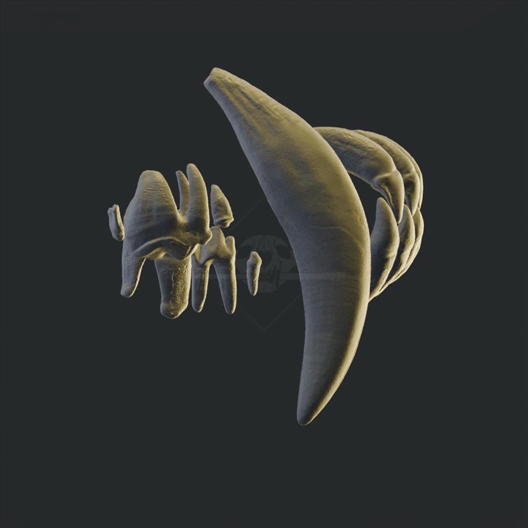 Homotherium Latidens Teeth Set 3D Model - Museum Quality High ...