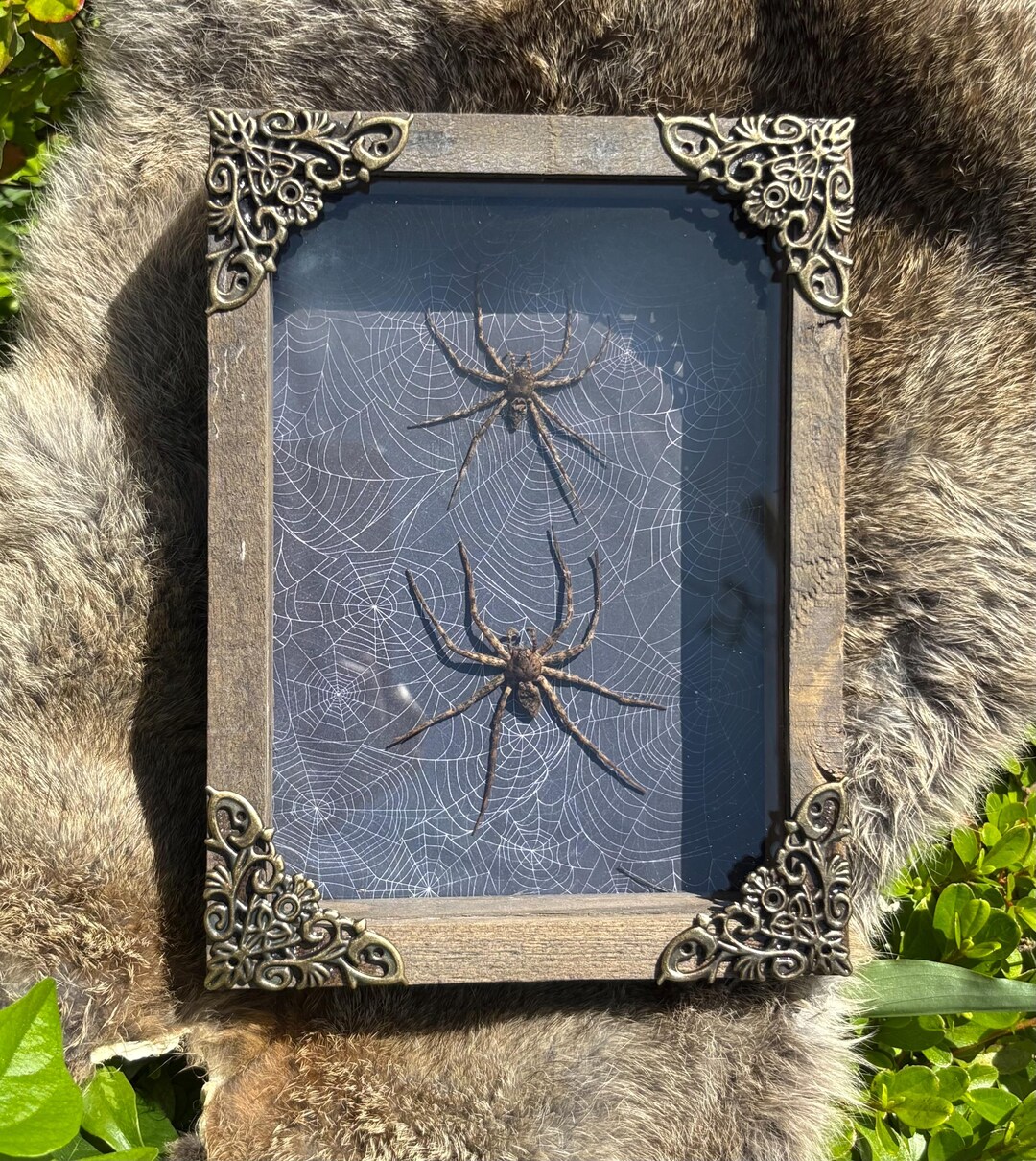 Wolf Spider Shadow Box - Etsy
