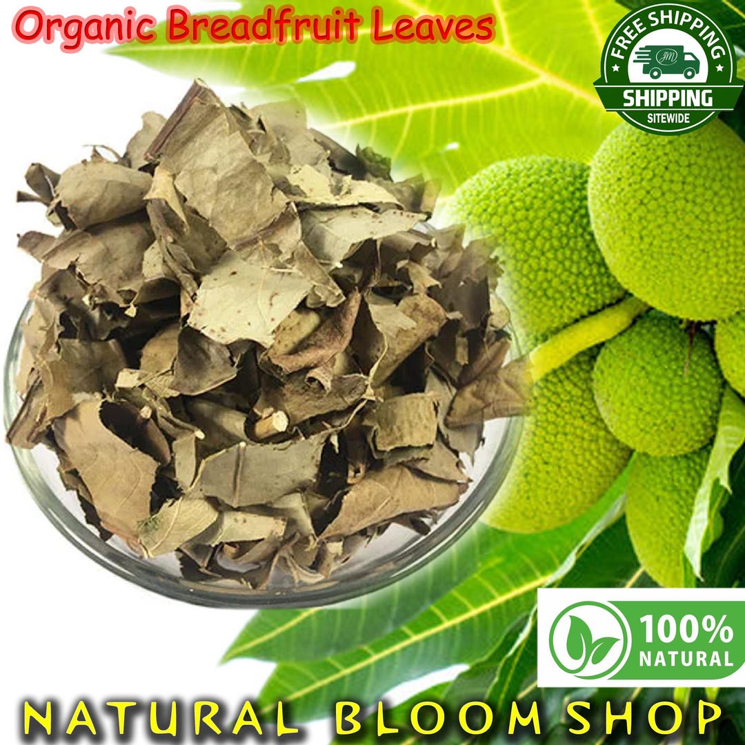 Breadfruit Leaf, Dried Breadfruit Leaves, Natural Air Dried, Organic Artocarpus altilis - Etsy