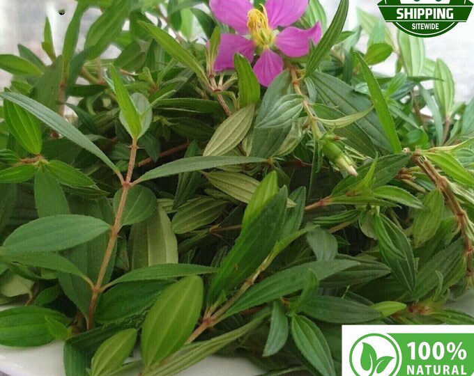 Osbeckia Octandra Powder, Liver Plant Rare Magical Ayurveda, Powder Tea ...